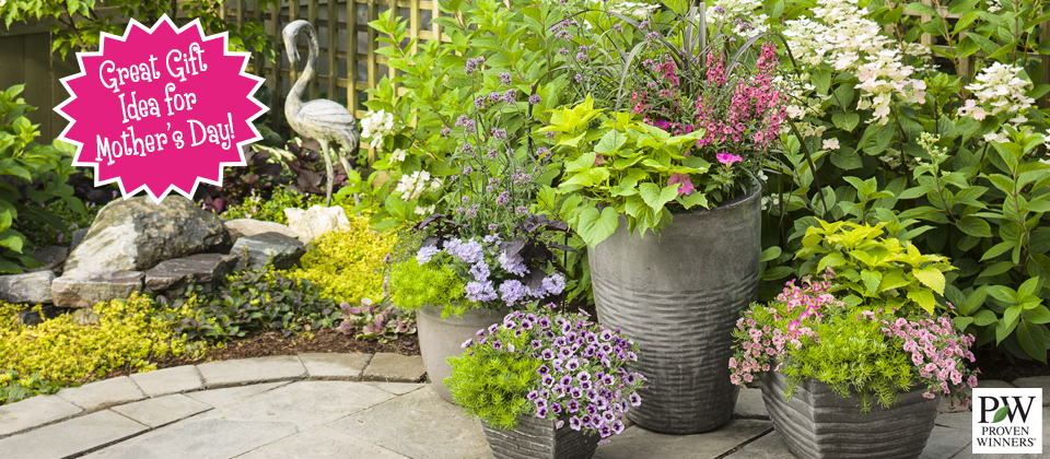 Proven Winners Container Ideas 2018 Proven Winners National Container