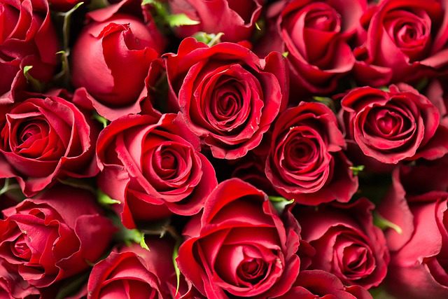 Valentine’s Day Roses and Winter Houseplants | 16 Acres Garden Center